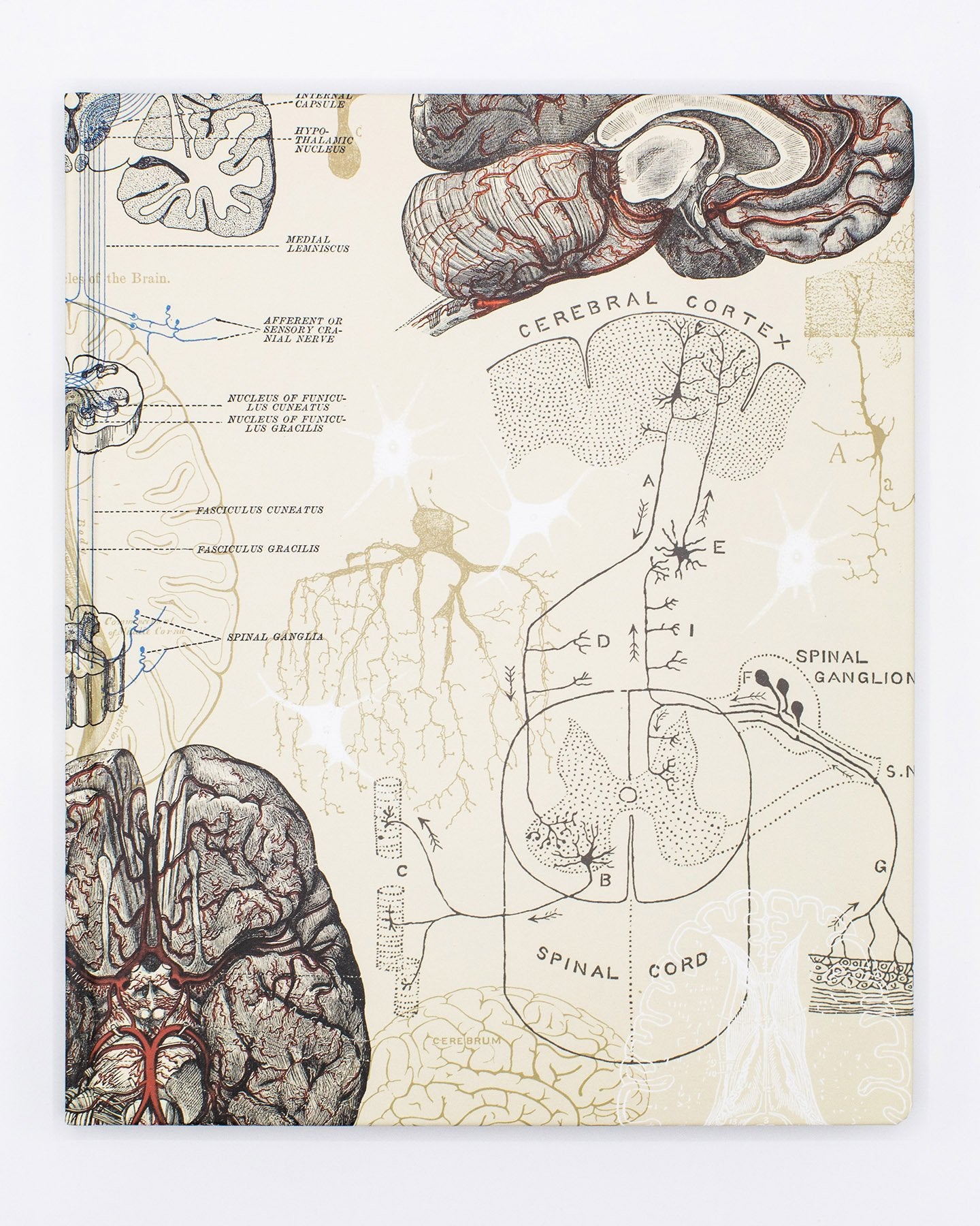 Brain & Neuroscience Lab Notebook – Cognitive Surplus Global