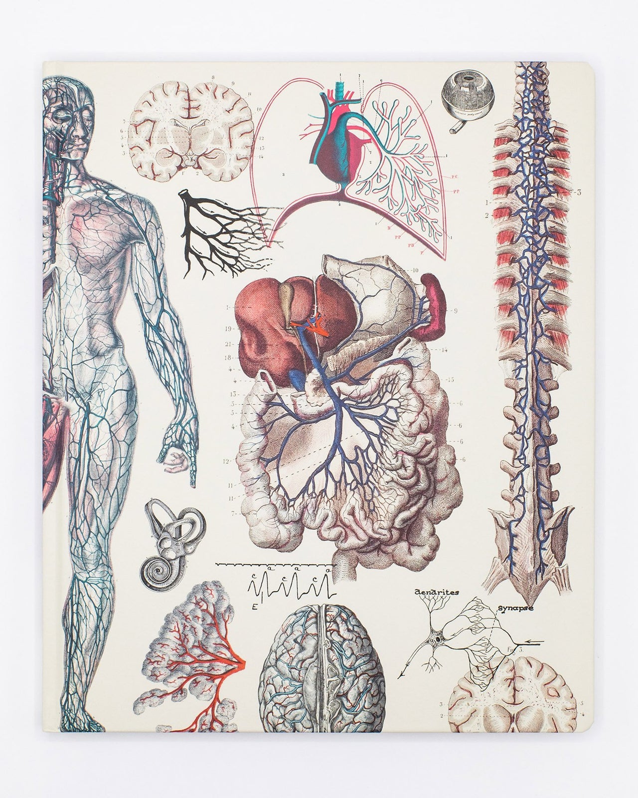 Anatomy: Vascular Lab Notebook – Cognitive Surplus Global