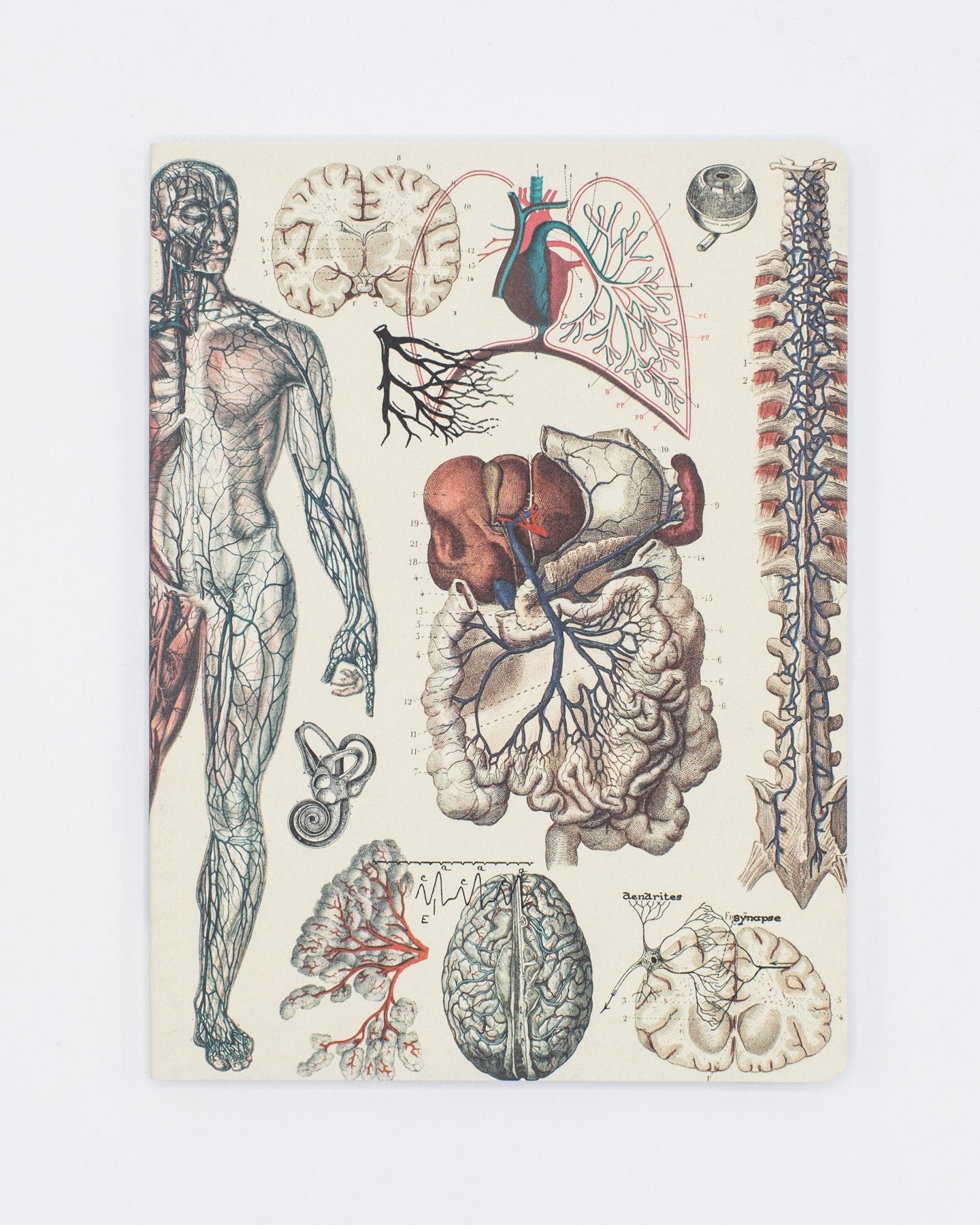 Anatomy Art Wallpaper